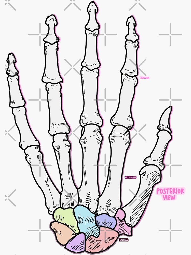 "Hand Anatomy" Sticker by OTaygurl | Redbubble