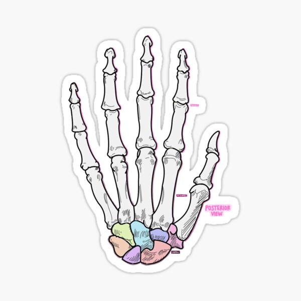 "Hand Anatomy" Sticker by OTaygurl | Redbubble