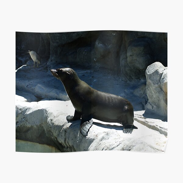 "Foca" Poster for Sale by beyondthemoon | Redbubble