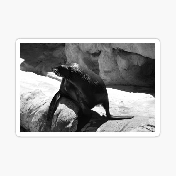 "Foca blanco y negro" Sticker for Sale by beyondthemoon | Redbubble