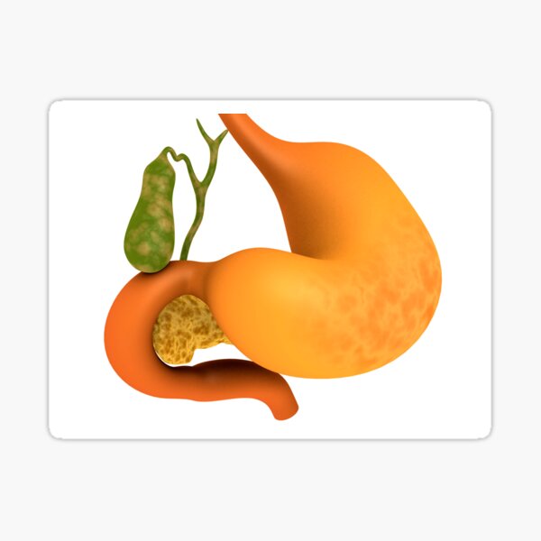 "Gall bladder with stomach." Sticker for Sale by StocktrekImages ...