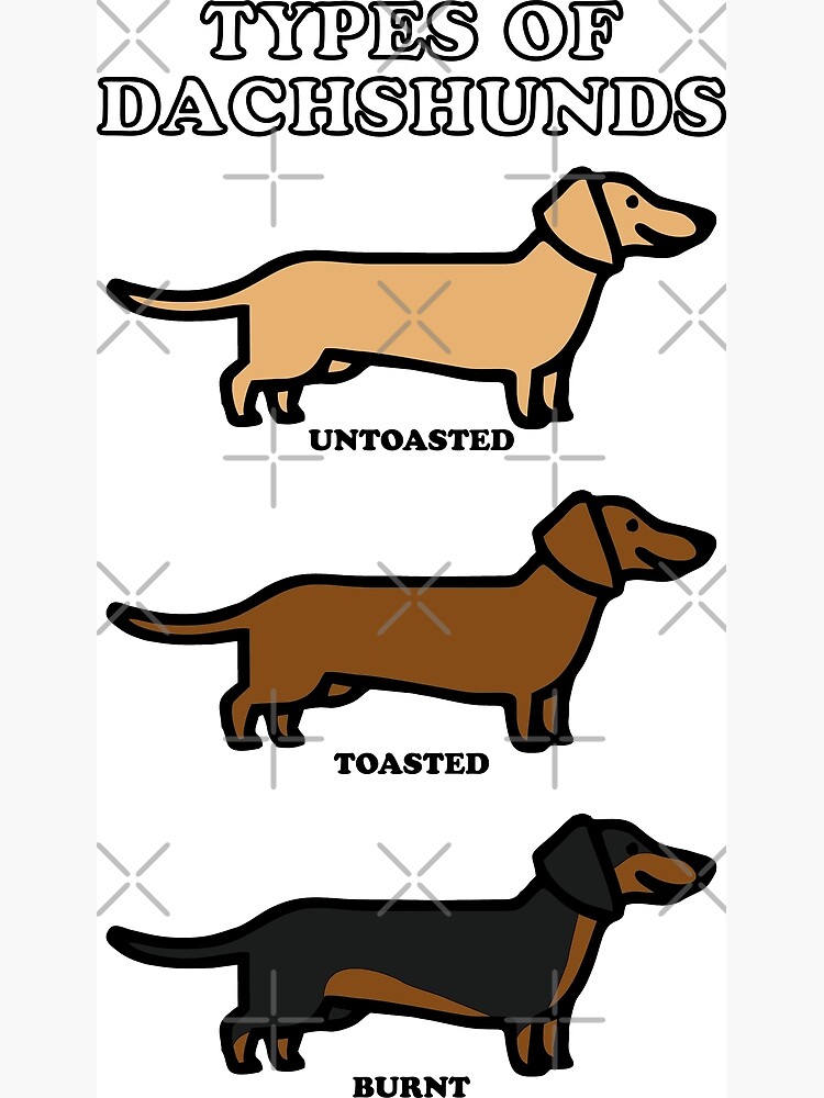 Poster « Types de teckels, races de teckels », par emydesign91 | Redbubble