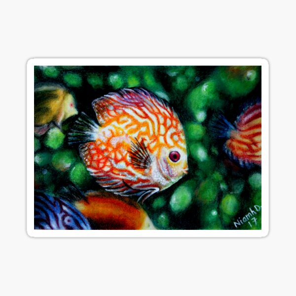 "Discus Fish" Sticker for Sale by NiamhWitch | Redbubble