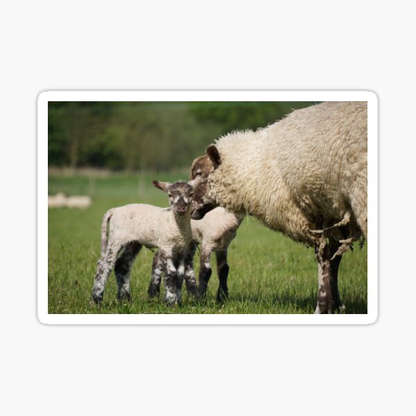 "Ewe & Lambs" Sticker by NikkiMatthews | Redbubble