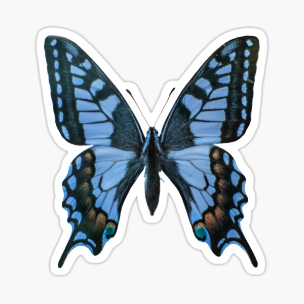 "Blue swallowtail butterfly" Sticker by ivanoel | Redbubble