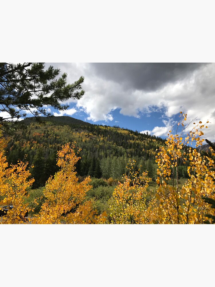 "Aspen Trees Changing Colors in Colorado" Sticker by Nadykes | Redbubble