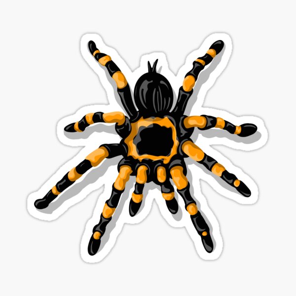 "Orange Knee Tarantula Spider " Sticker by Sookiesooker | Redbubble