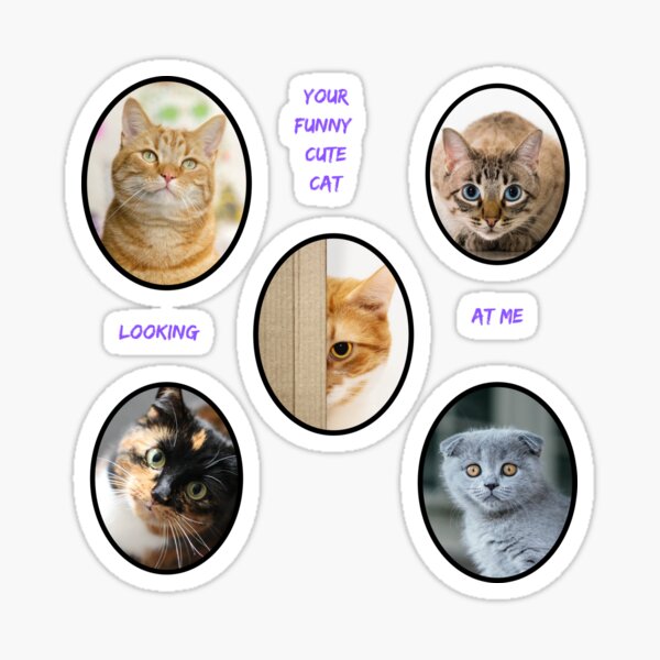 "Your Funny Cute Cat Looking At Me Sticker Pack" Sticker by Goalcoach ...