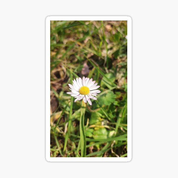"Daises" Sticker by AnaRakanovic | Redbubble