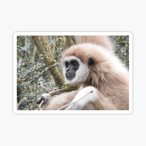 "Young Gibbon Sitting in the Bush" Sticker for Sale by MartynJames ...