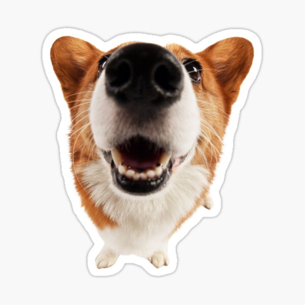 "zoom on dog face" Sticker by JAG2B | Redbubble
