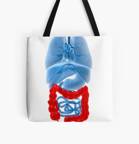 "X-ray image of internal organs with large intestine highlighted in red ...