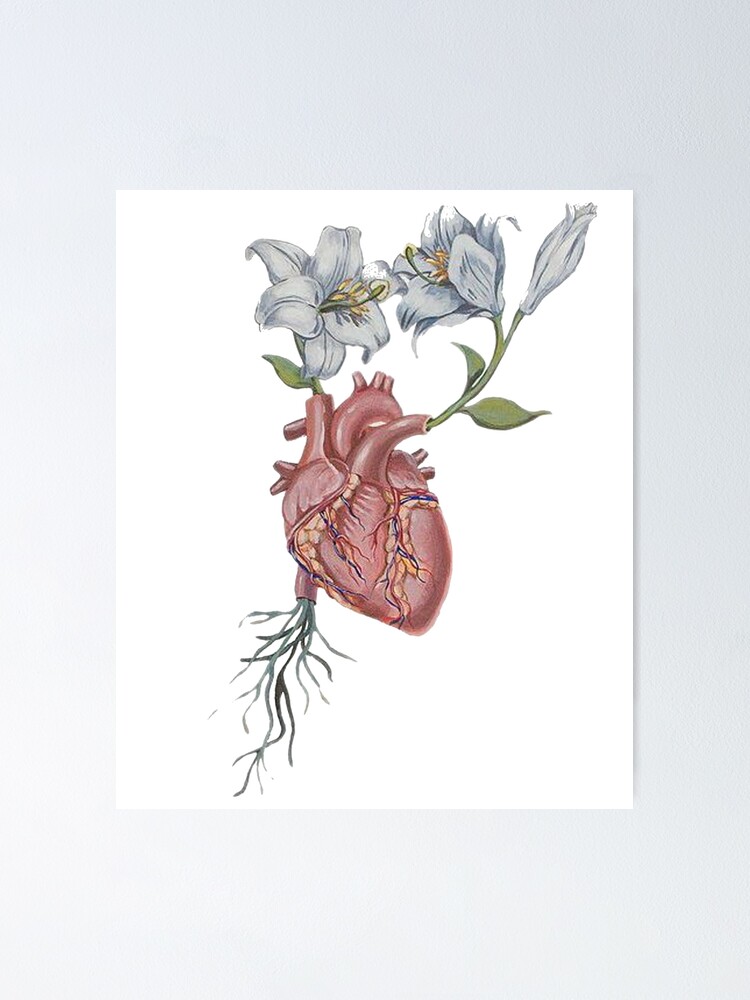 "anatomical heart drawing " Poster for Sale by aazzeddine | Redbubble