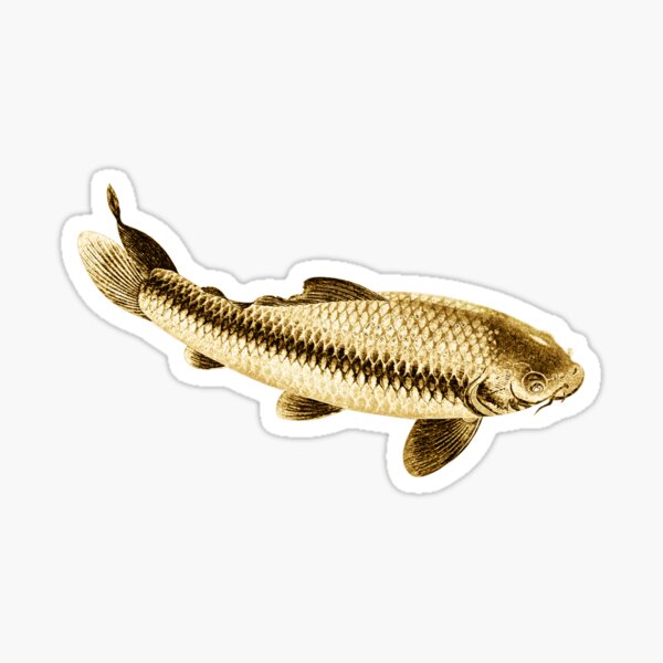 "Gold carp fish" Sticker by LAVISHloo | Redbubble