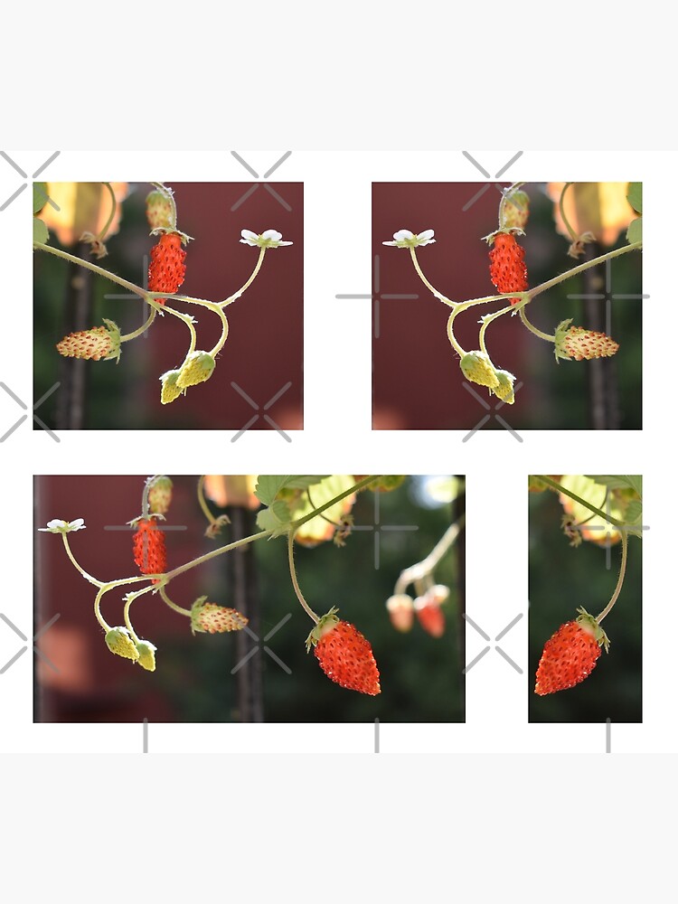 "Strawberries Collage" Poster for Sale by mariya-ivanova | Redbubble