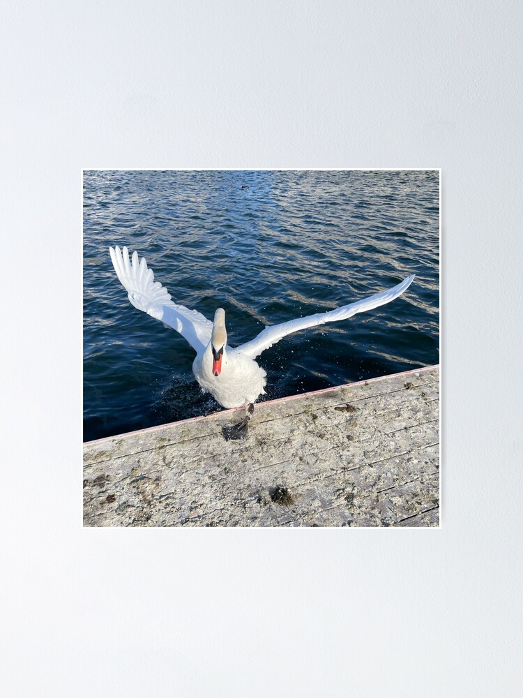 "Swan • Angel • Wings • 2022" Poster for Sale by Mortinus | Redbubble