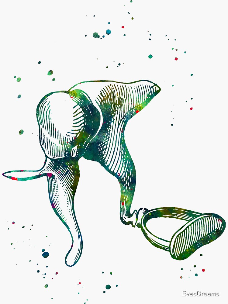 "Middle Ear Anatomy" Sticker by EvasDreams | Redbubble