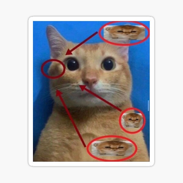 "shocked cat" Sticker by vanillaoatmelk | Redbubble