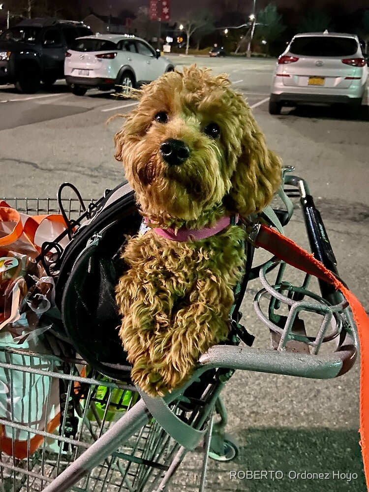 "The best assistant " Poster for Sale by BOBBYBABE | Redbubble