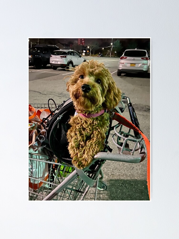 "The best assistant " Poster for Sale by BOBBYBABE | Redbubble