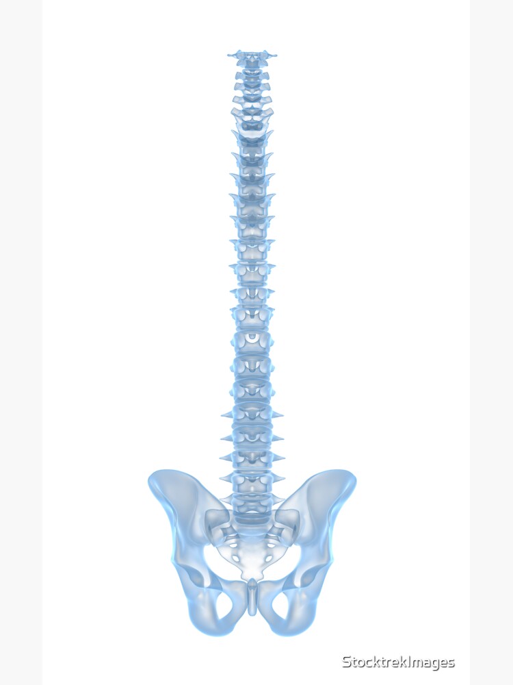 "Conceptual image of human backbone." Sticker by StocktrekImages ...