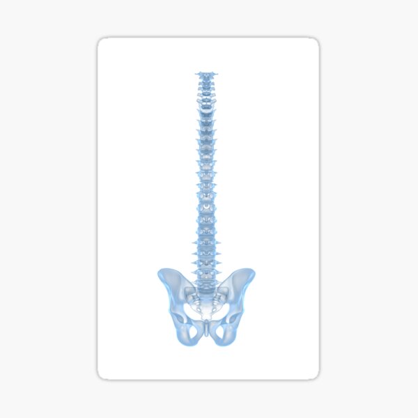 "Conceptual image of human backbone." Sticker by StocktrekImages ...