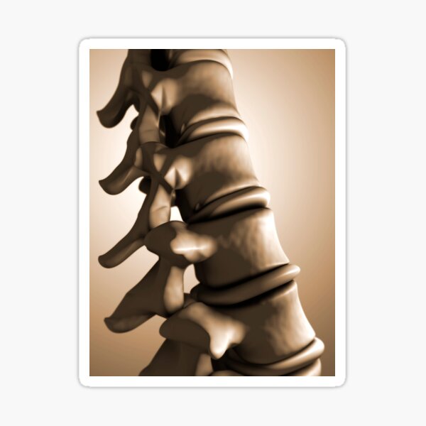 "Conceptual image of human backbone." Sticker for Sale by ...