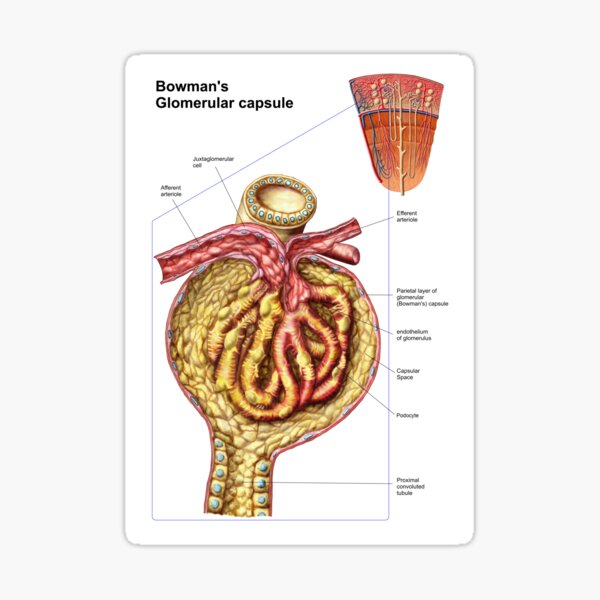 "Anatomy of bowman's glomerular capsule." Sticker for Sale by ...