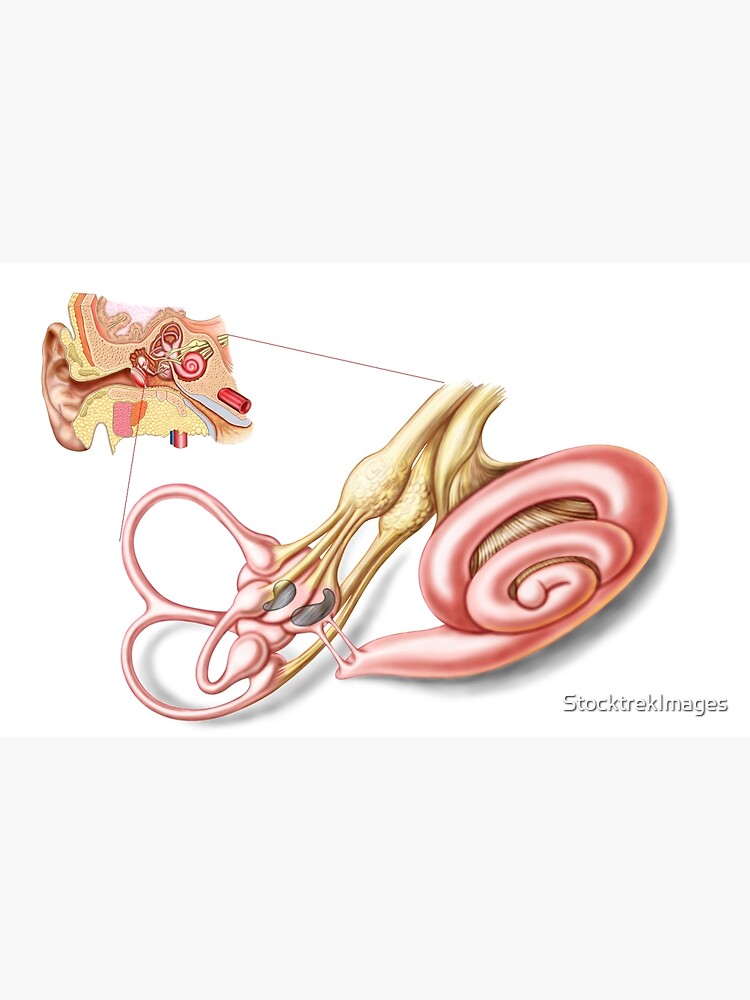 Lámina fotográfica «Anatomía del oído humano, laberinto membranoso.» de ...