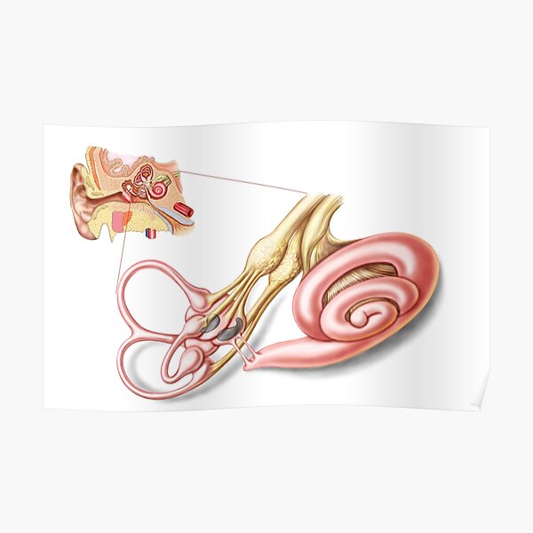Póster «Anatomía del oído humano, laberinto membranoso.» de ...