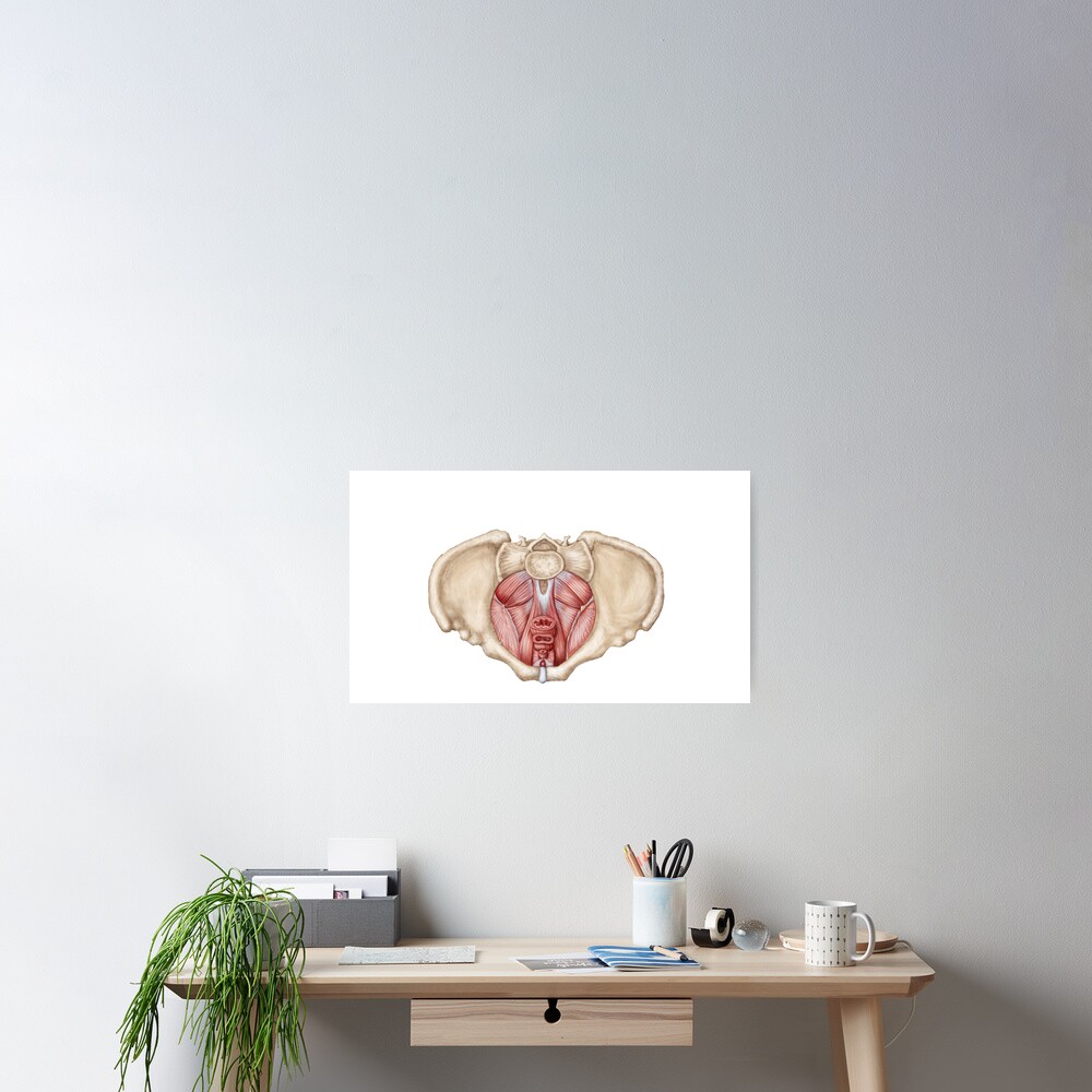 "Pelvic diaphragm of human female, superior view." Poster for Sale by ...