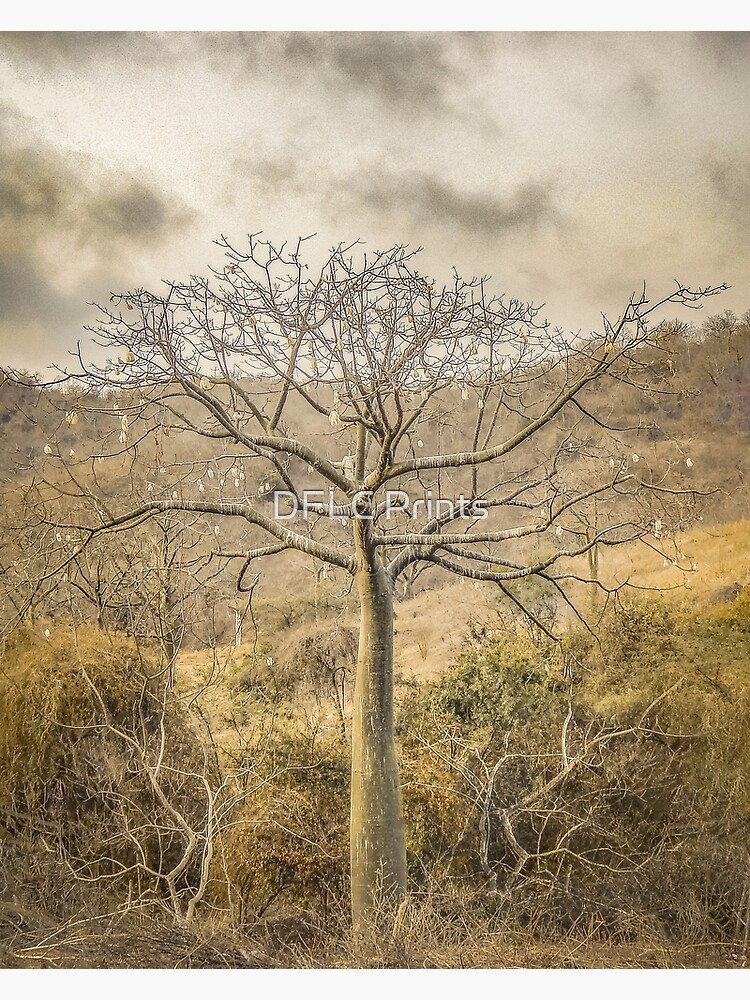 "Ceiba Tree at Forest Guayas Ecuador" Poster for Sale by DFLC Prints ...