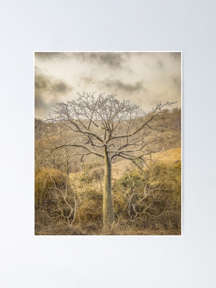"Ceiba Tree at Forest Guayas Ecuador" Poster for Sale by DFLC Prints ...