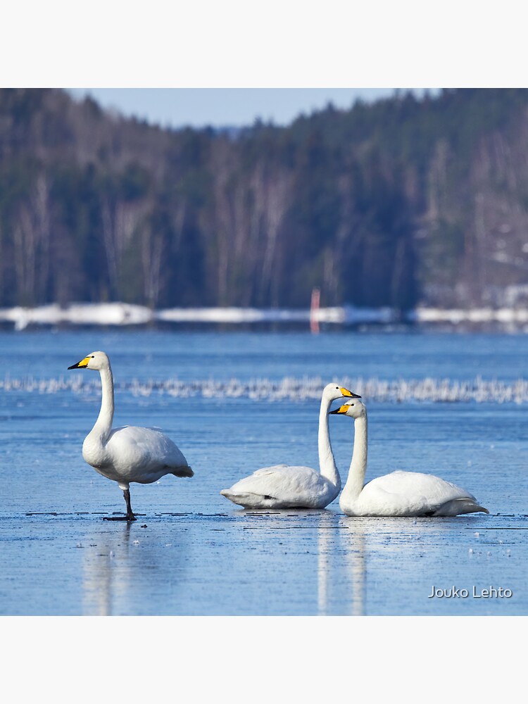 "Egyptian style. Whooper Swan" Sticker by JoukoKLehto | Redbubble