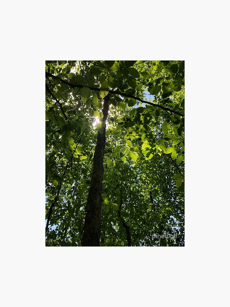 "tree canopy " Sticker by pinewolf | Redbubble