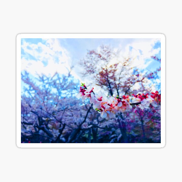 "Cherry and Plum Blossoms during Hanami" Sticker for Sale by ...