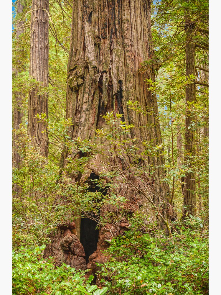 "Big Red" Sticker for Sale by Picturart | Redbubble