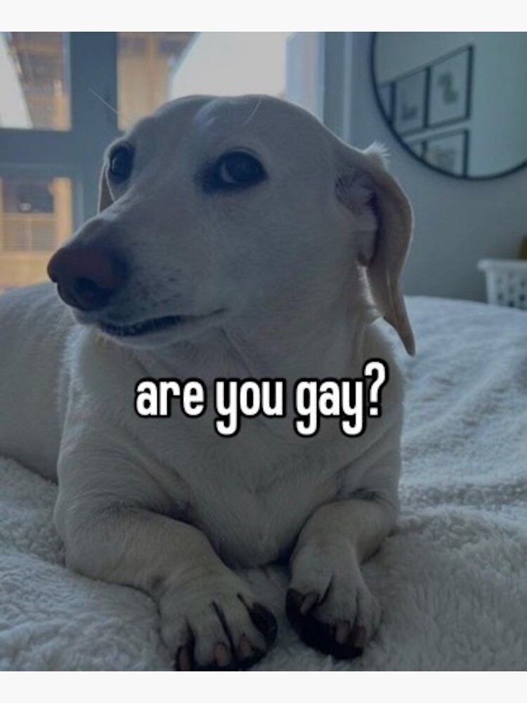 Pegatina «perro homófobo: ¿eres gay?» de sarahacatlin | Redbubble