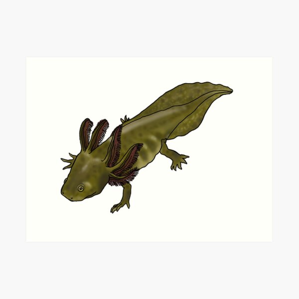 "Normal (wild type) Axolotl " Art Print for Sale by TinkerandBone ...