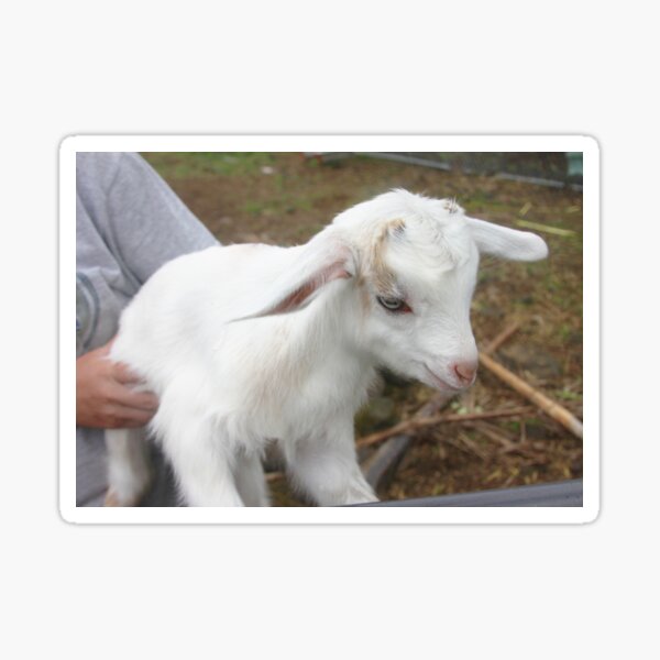 "Baby Goat" Sticker for Sale by IrishEyesMrsZ | Redbubble