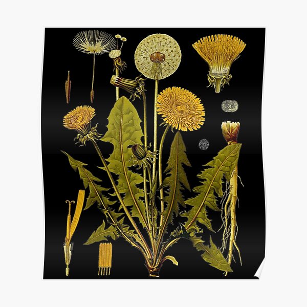 Lithographs Prints Art & Collectibles 1970s Original Botany ...