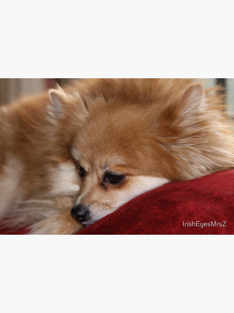 "His Highness Rests" Sticker by IrishEyesMrsZ | Redbubble