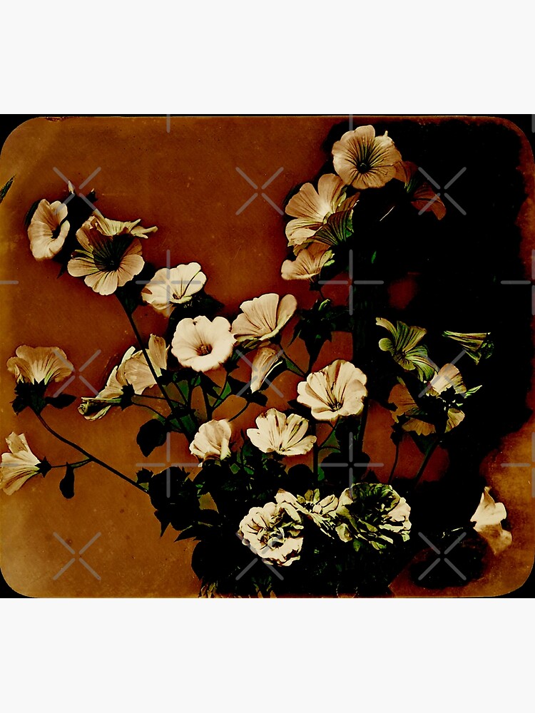 "Rose of Sharon Flower Vintage Artwork" Poster for Sale by nareign ...