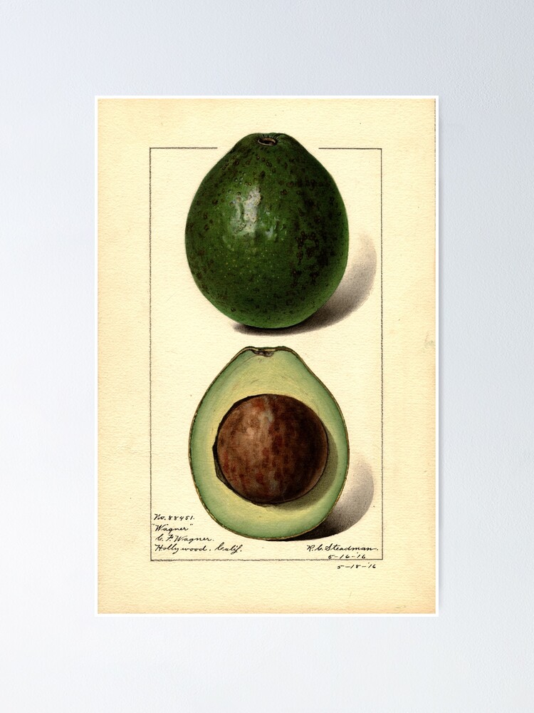 Póster «Ilustración de la fruta del aguacate por Charles Steadman» de ...