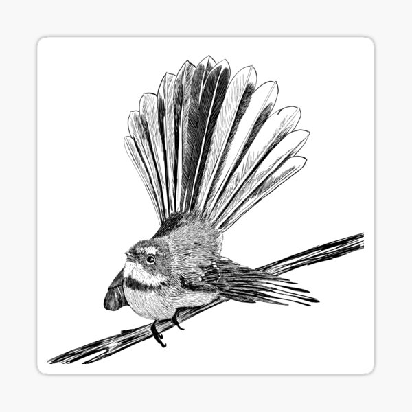 "Native New Zealand Fantail" Sticker by ptolia | Redbubble
