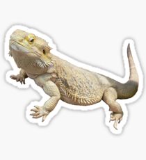 Bearded Dragon Stickers | Redbubble