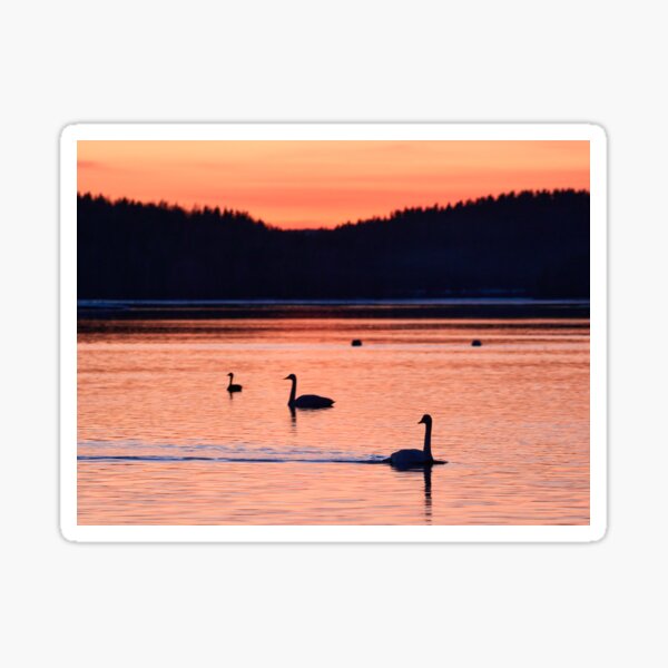 "Under the red sky. Whooper Swan" Sticker for Sale by JoukoKLehto ...