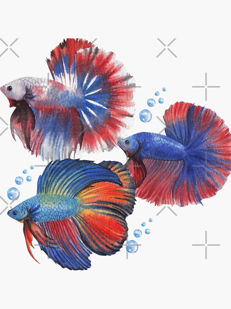 "Beta Fish Betta Fish Bettas" Sticker by sojasquest2 | Redbubble