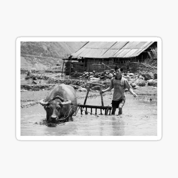 "Water Buffalo" Sticker for Sale by kezzles | Redbubble