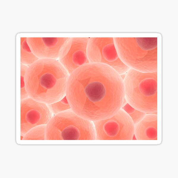 "Microscopic view of animal cell." Sticker by StocktrekImages | Redbubble